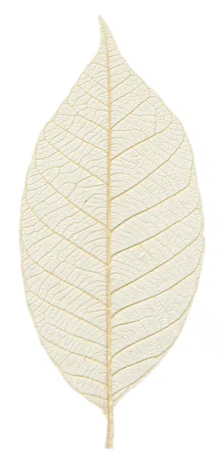 Rubber tree leaves 3″- Natural | Graphic Products Corporation