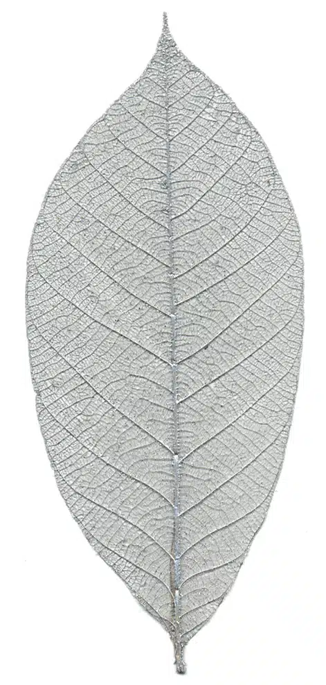Rubber tree leaves 5″ – Silver | Graphic Products Corporation