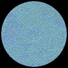 Iridescent – Ice Blue | Graphic Products Corporation